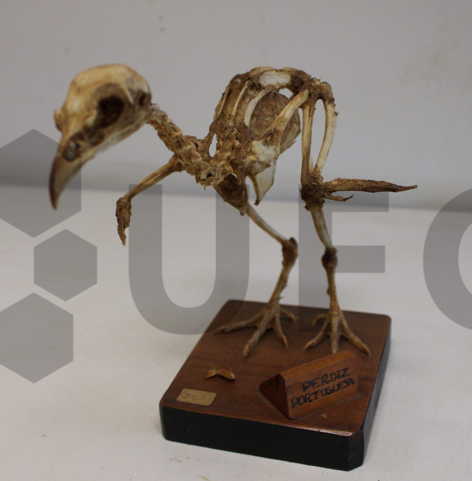Perdiz Portuguesa – Museu de Ciências Morfológicas